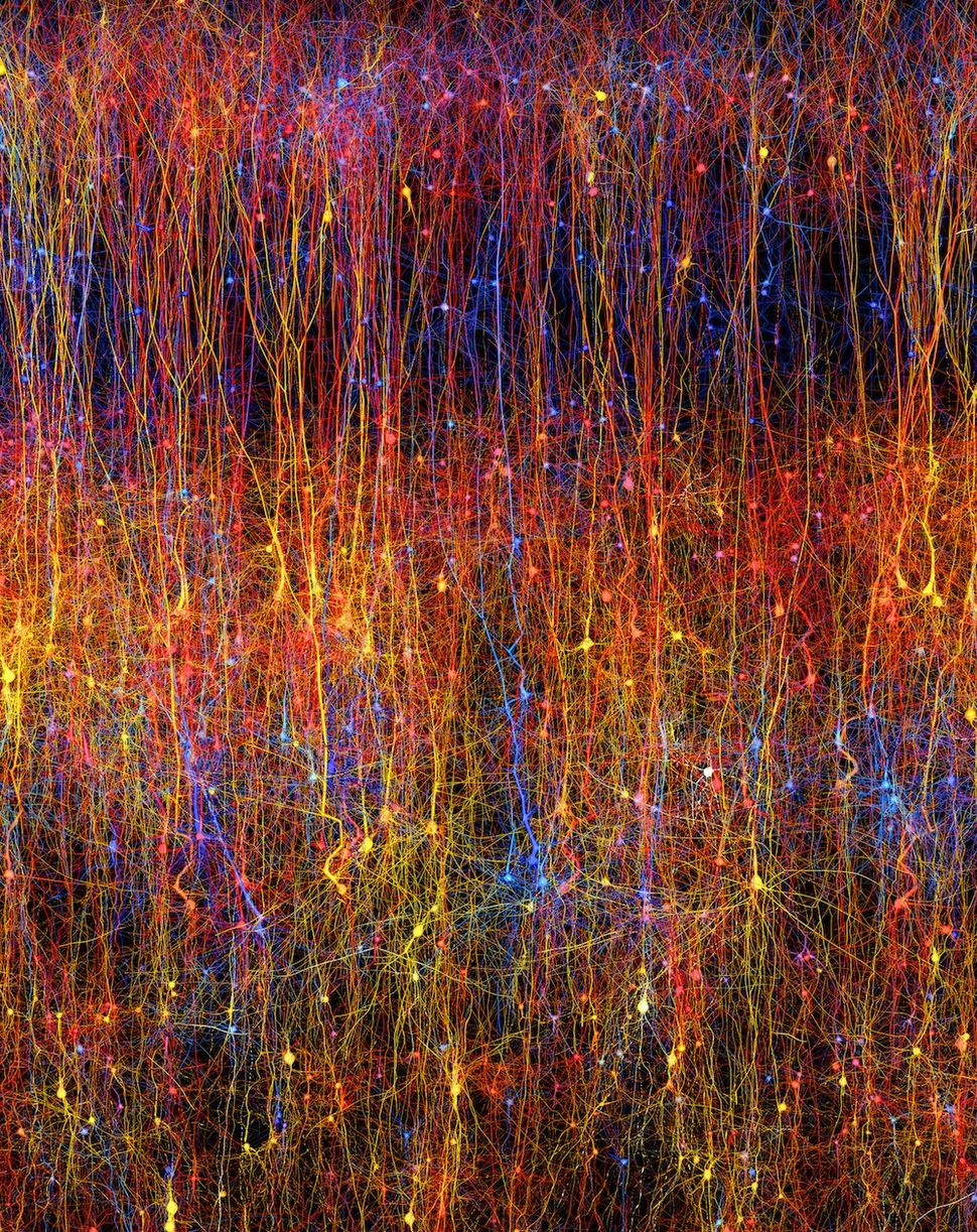 Rat Brain Reconstructed in a Computer | Live Science