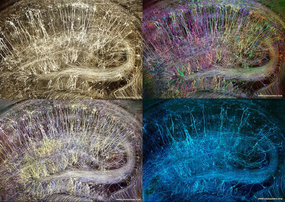Dazzling Images of the Brain Created by Neuroscientist-Artist | Live ...