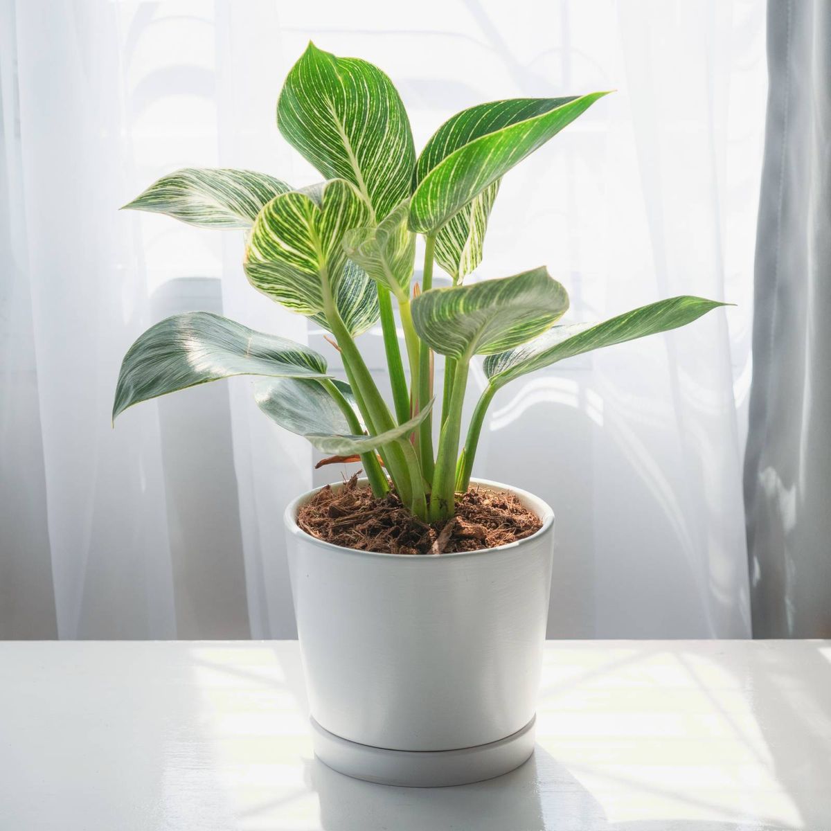 How To Create Filtered Or Indirect Light For Plants | Gardening Know How