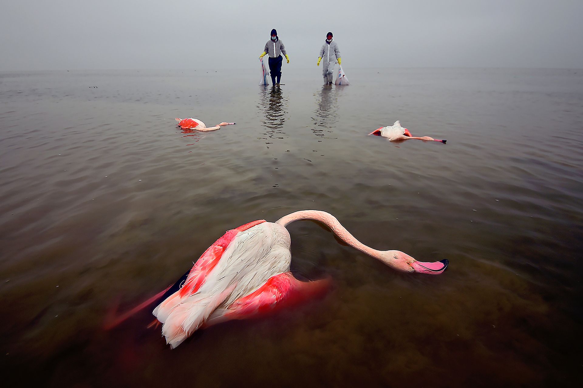 Haunting photos of dead flamingos win Environmental Photographer of the ...