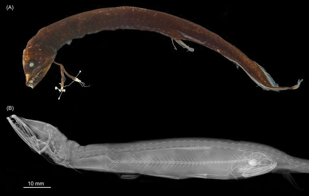 How Dragonfish Open Their Fearsome Mouths So Wide | Live Science