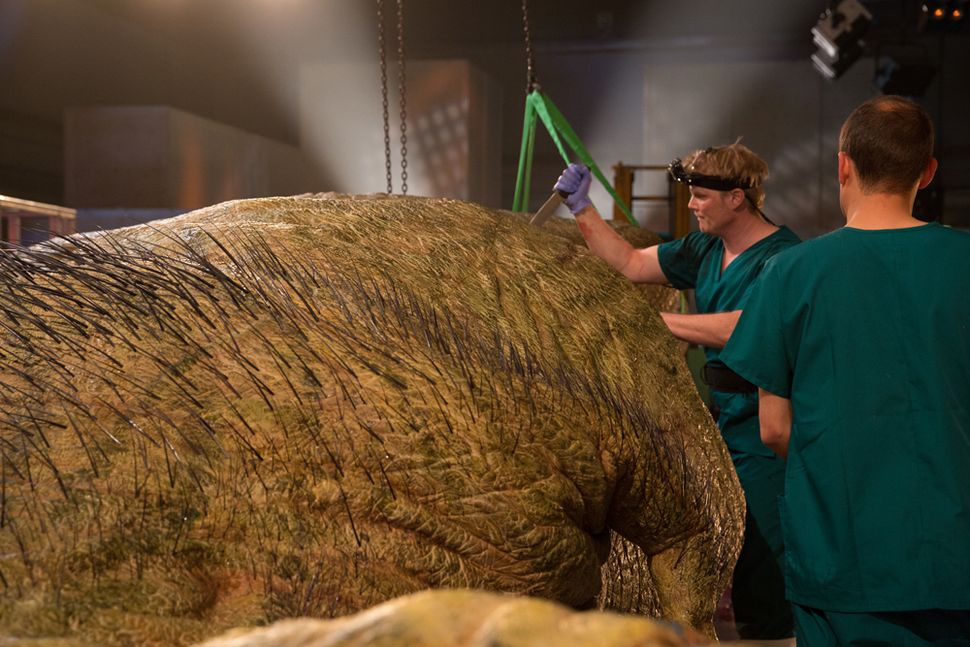 Gory Guts: Photos of a T. Rex Autopsy | Live Science