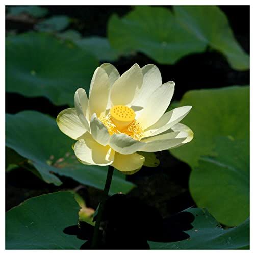 How to grow American lotus: expert aquatic plant advice | Homes and Gardens
