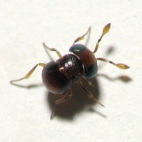 No Creepy Crawlies Here: Gallery of the Cutest Bugs | Live Science