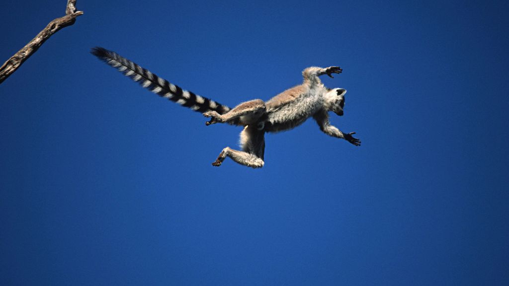 Why don't people have tails? | Live Science