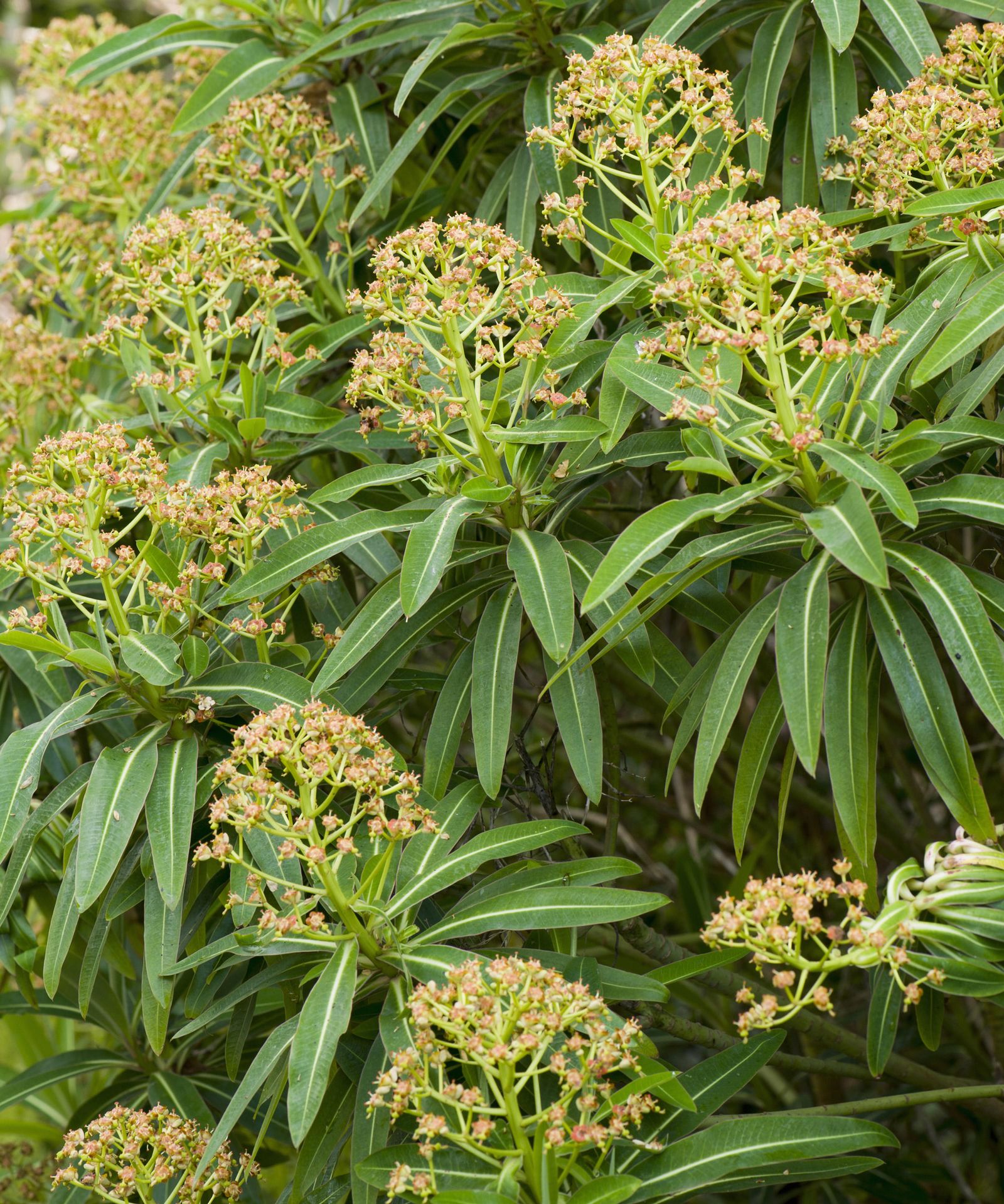 Types of euphorbia: 16 varieties for beds, borders and pots | Gardeningetc