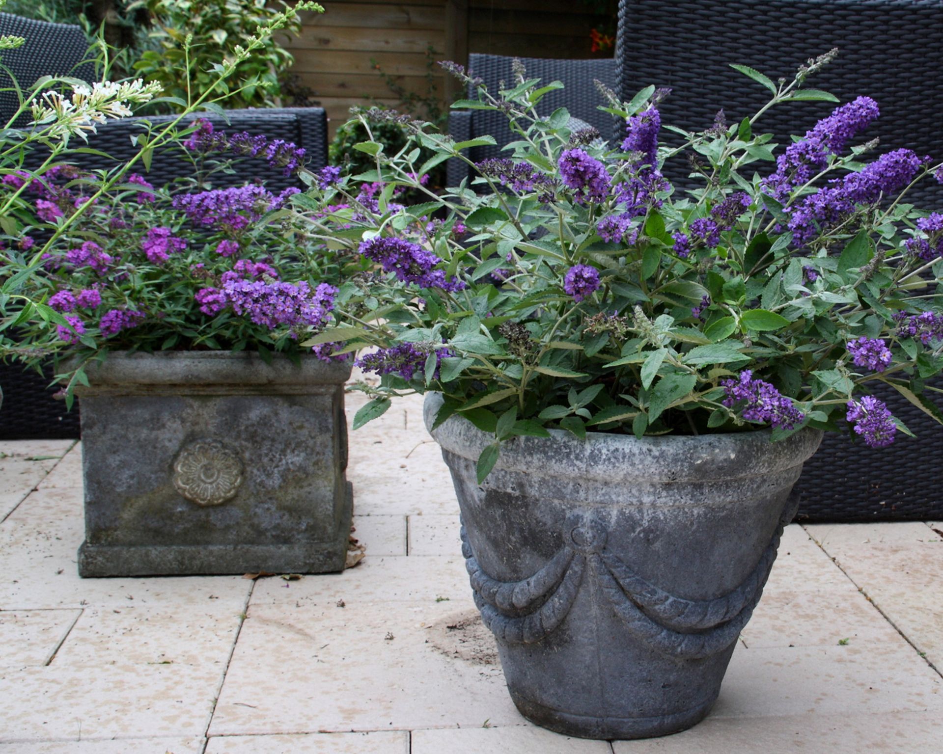 Butterfly bush care and growing: expert tips on buddleja | Gardeningetc