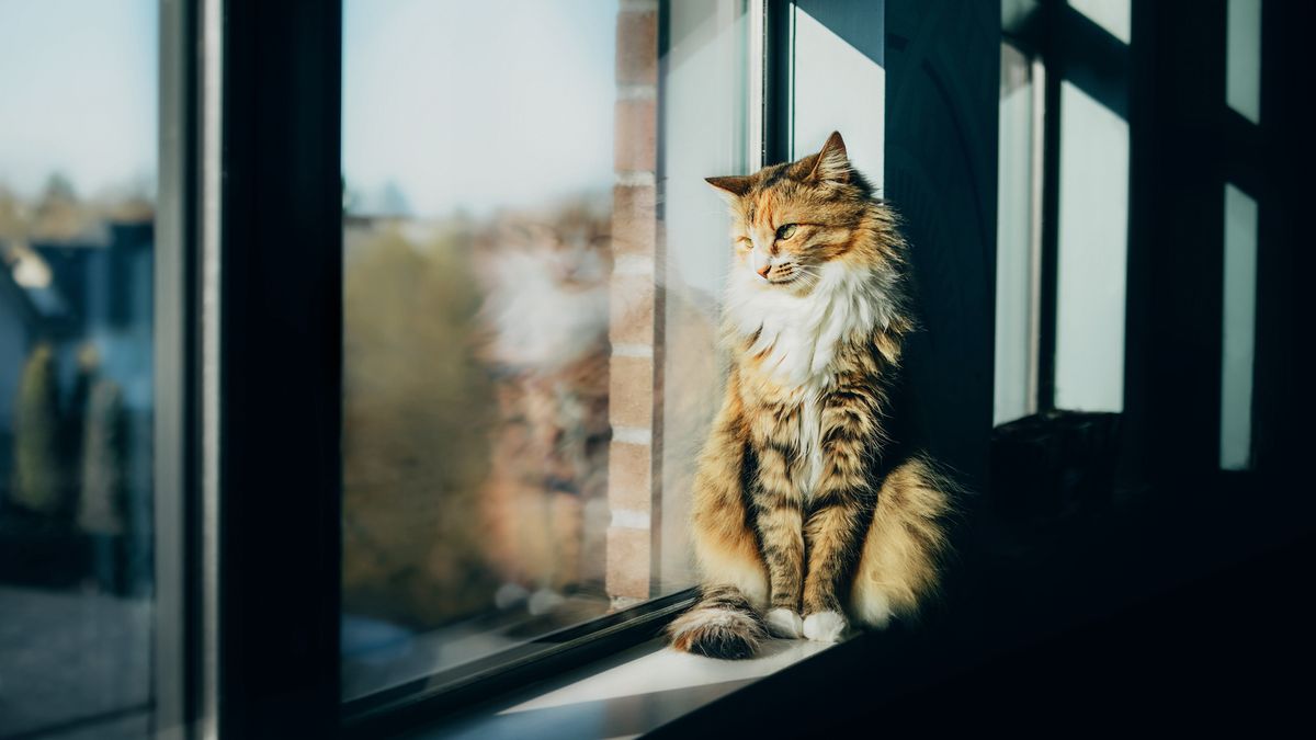 32 ways to be the best cat owner | PetsRadar