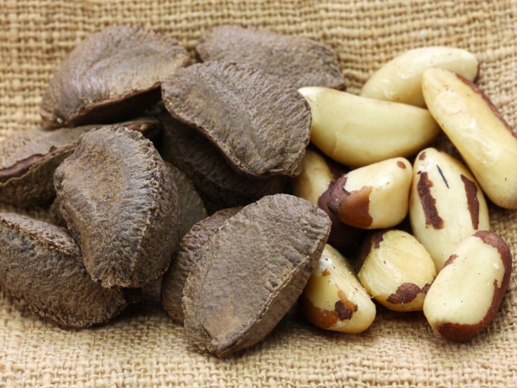 What Are Brazil Nuts - Information And Tips On Growing Brazil Nuts ...
