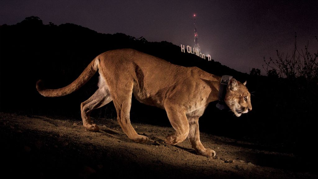 Incredible wildlife photography exhibition showcases the beauty of big ...