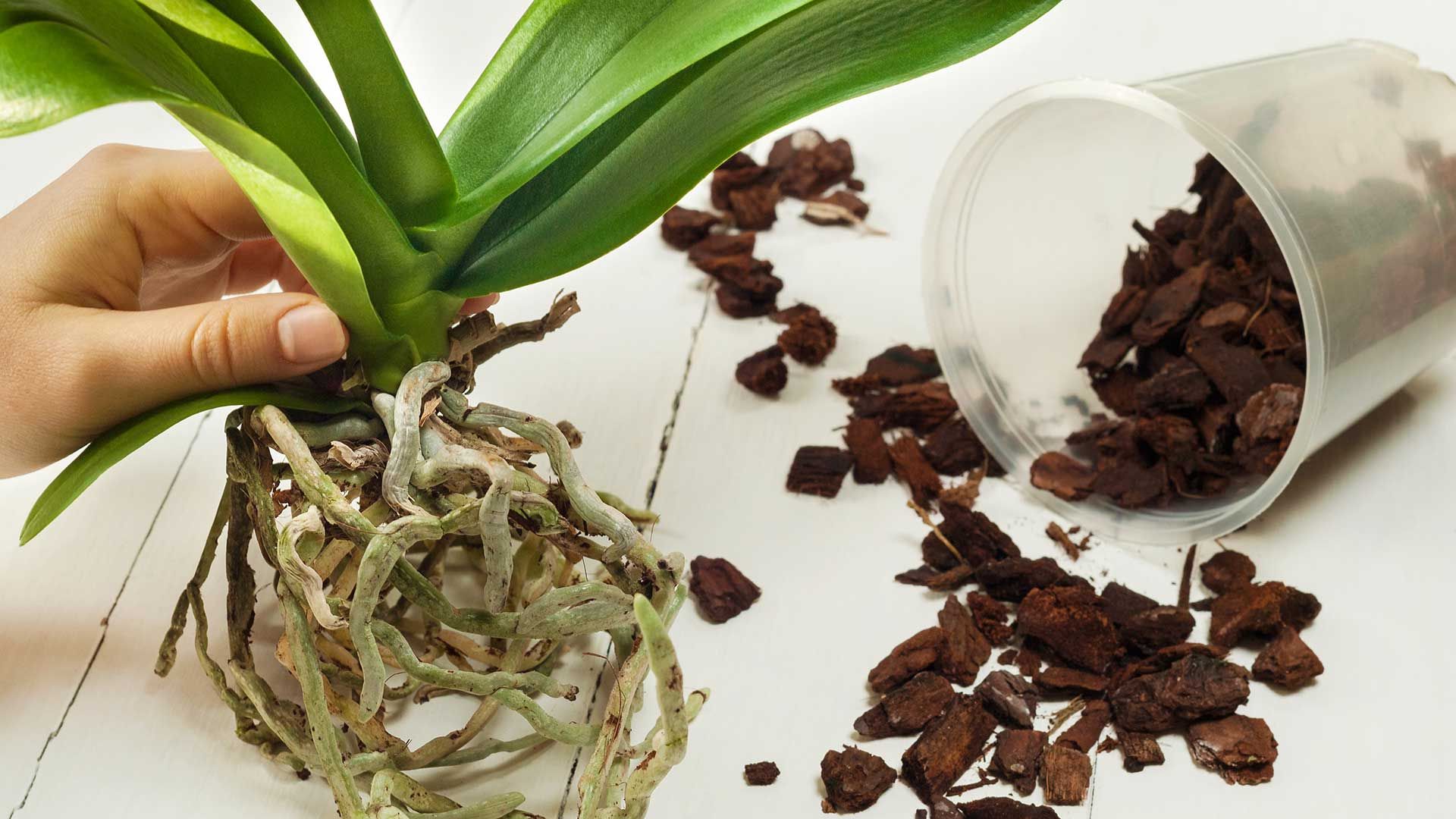 How to repot an orchid and when, according to experts | Woman & Home