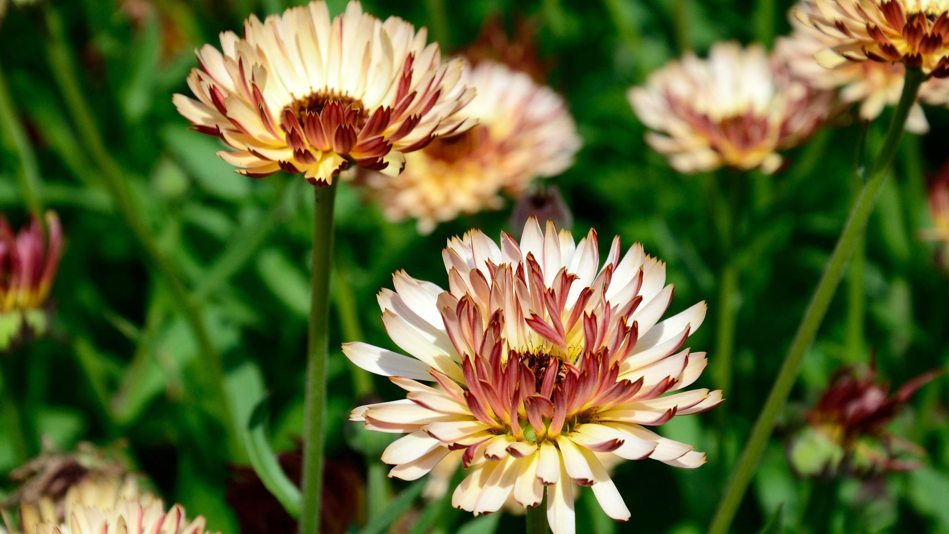 Calendula varieties: 16 pot marigolds for your garden | Homes and Gardens