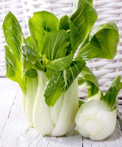 How to grow pak choi: expert planting, growing and care tips | Gardeningetc