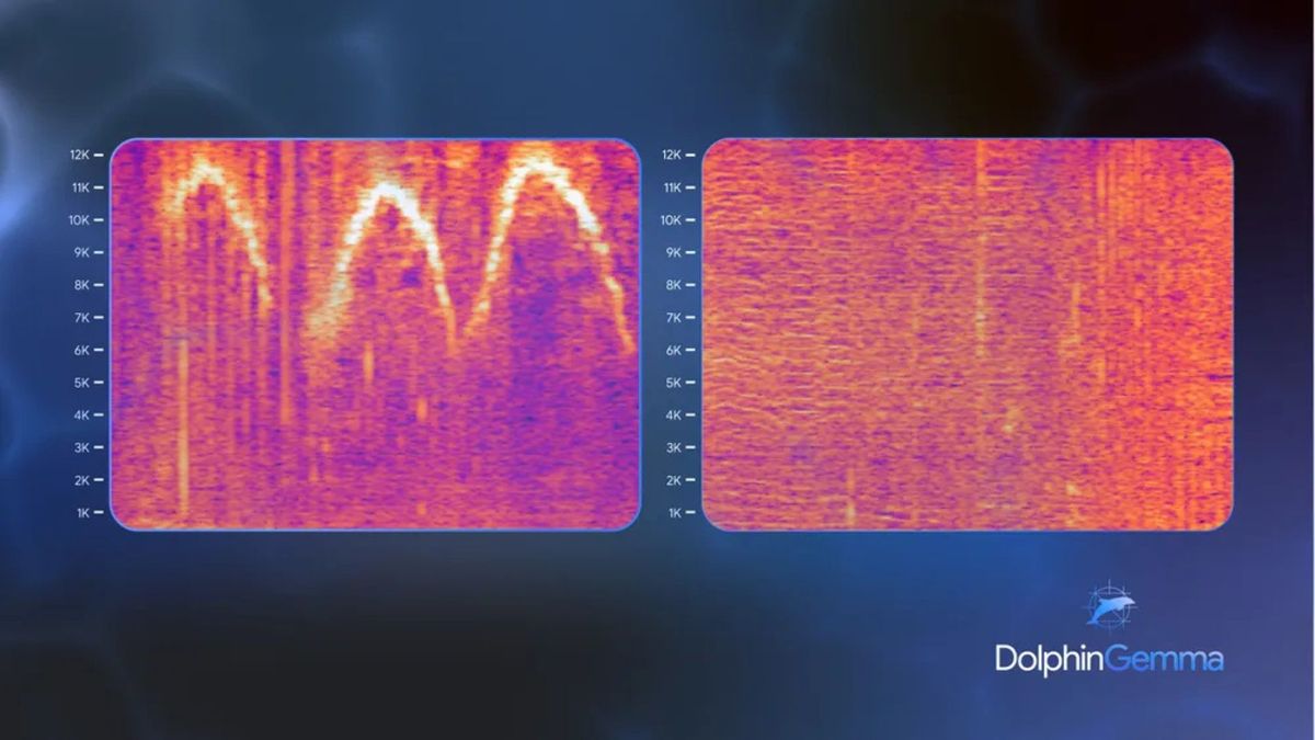Google is training its AI model to decode what Dolphins are saying ...