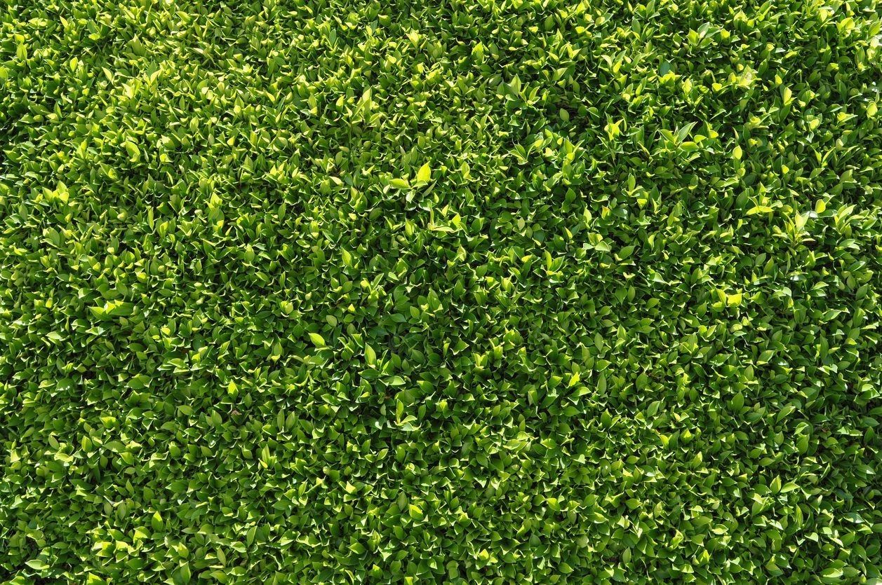 Hedge Plants For Zone 8 - Growing Hedges In Zone 8 Landscapes ...