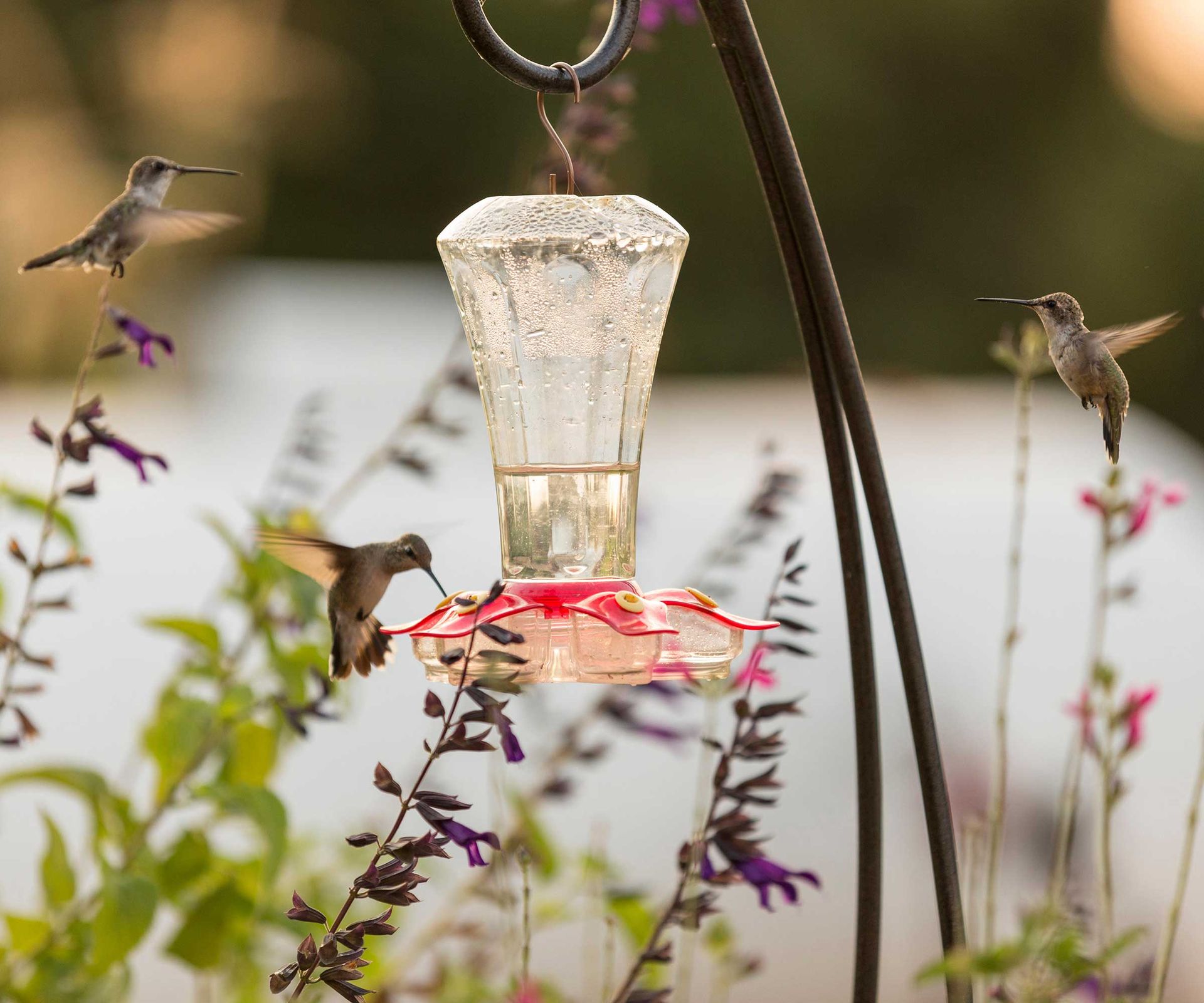 What do hummingbirds eat? Their diet explained | Homes and Gardens