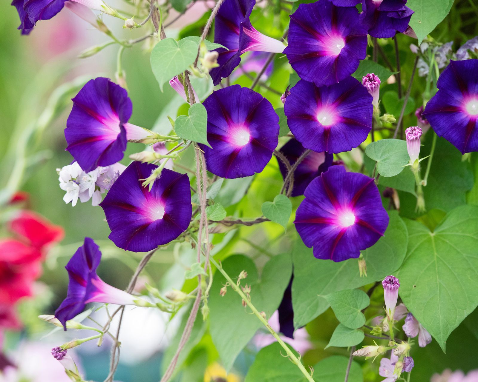 Why is my morning glory not blooming? 5 solutions to try | Gardeningetc