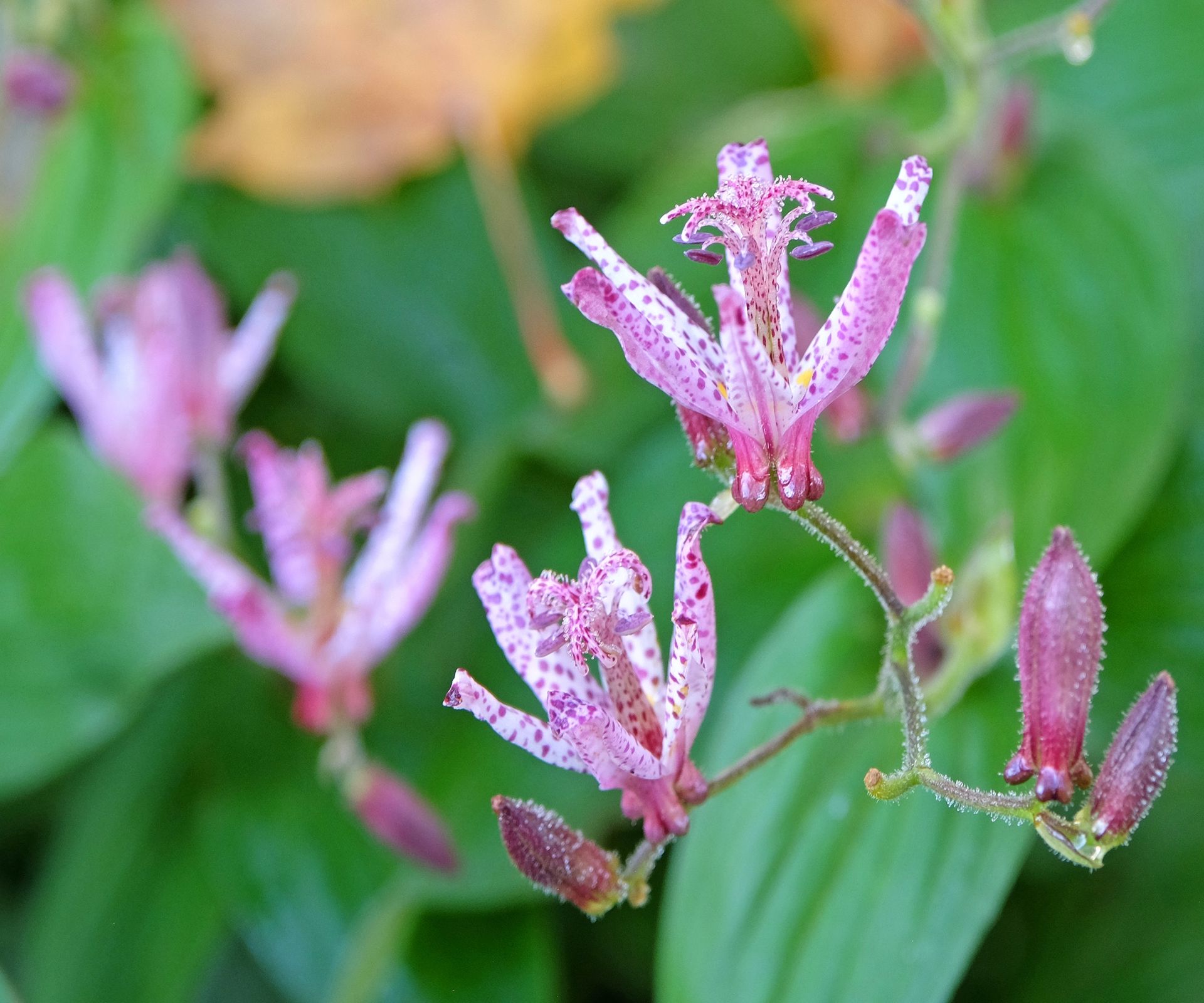 Underrated plants: 9 unsung garden stars we all should grow | Homes and ...