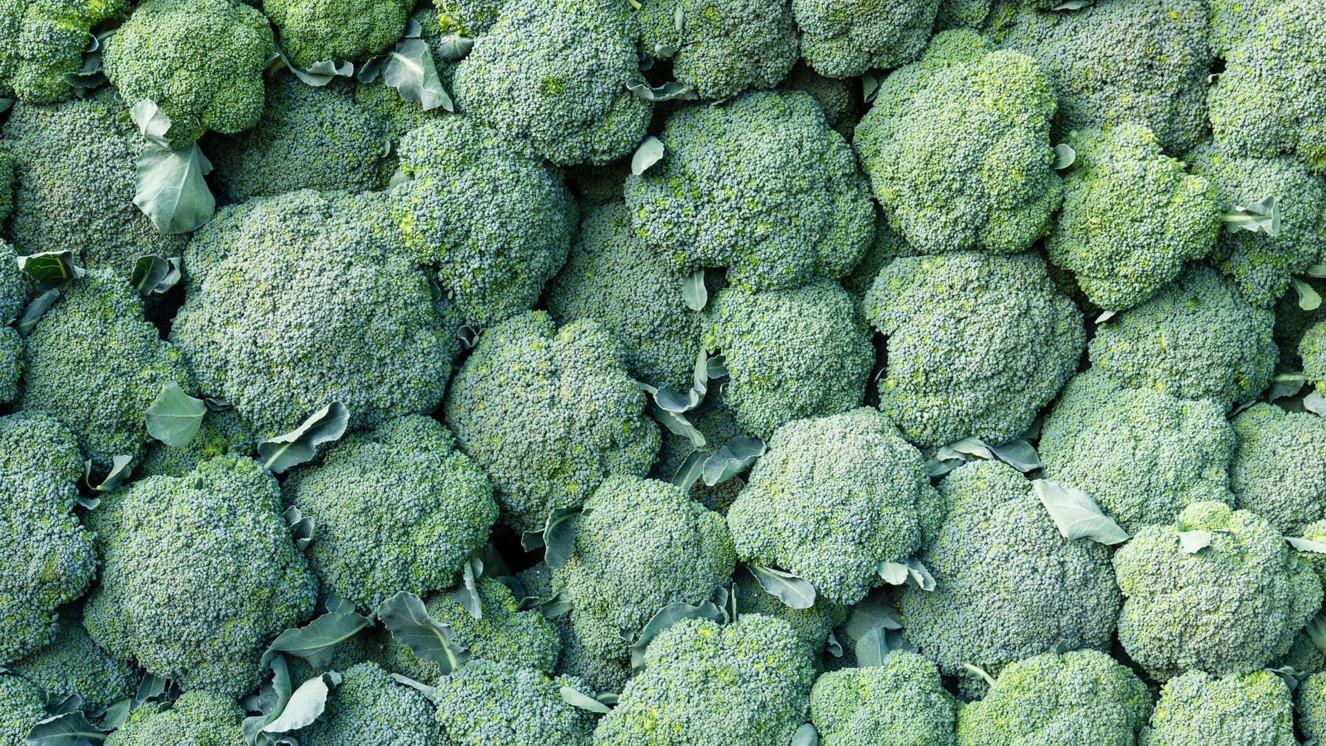 How to grow calabrese: our green broccoli planting guide | Gardeningetc