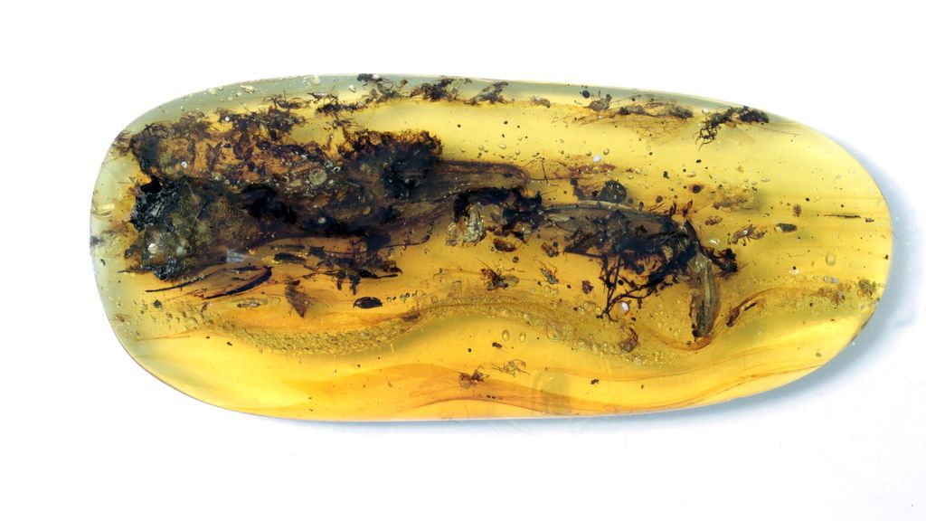 'Strange beast' in amber is a very weird lizard | Live Science