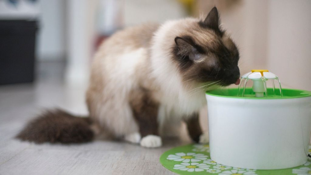 32 ways to destress your cat | PetsRadar