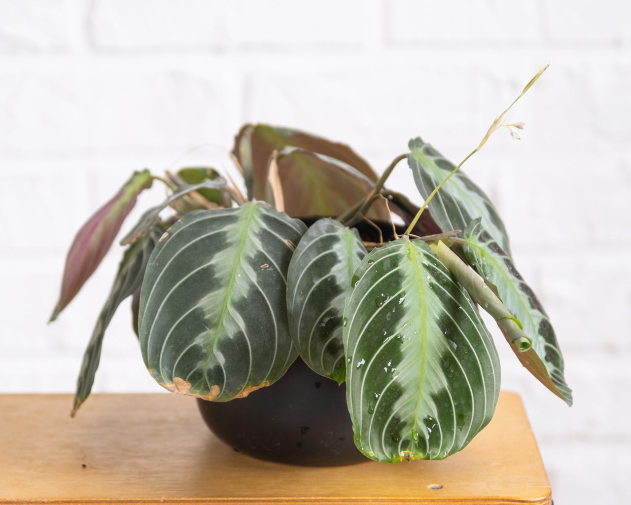 Prayer Plant: Ultimate Care & Growing Guide | Gardening Know How