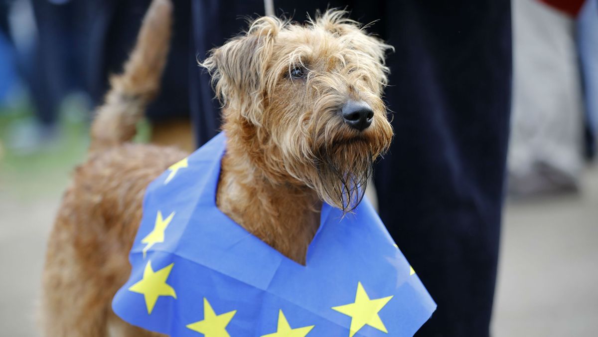 Dogs march for second Brexit referendum - in pictures | The Week