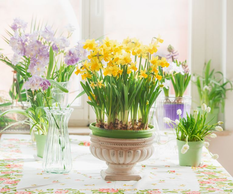 5 ways to arrange daffodils for a spring display | Homes and Gardens