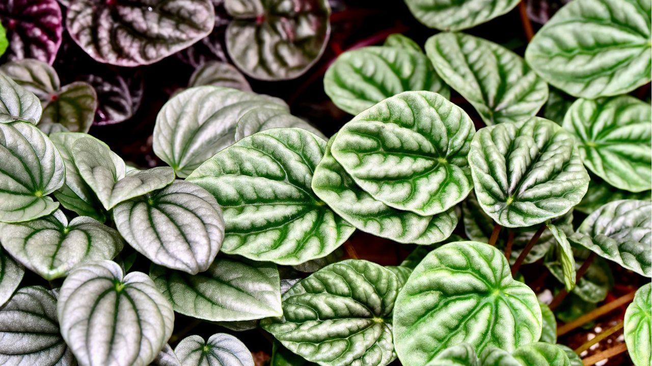 How to care for peperomia plants: 3 tips from houseplant experts ...