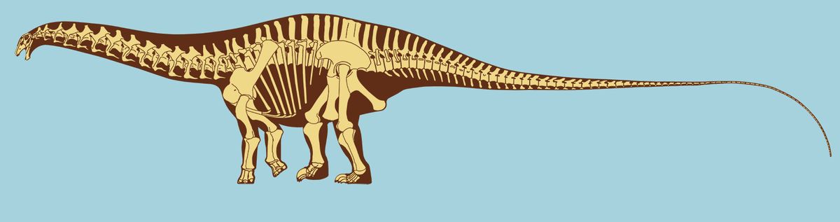 Apatosaurus: Facts About the 'Deceptive Lizard' | Live Science