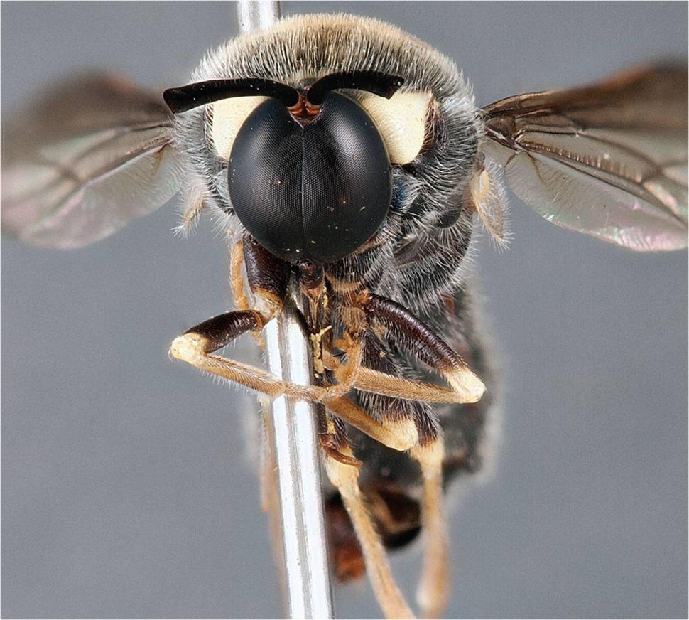 Images of Spider Flies | Parasitic Insects | Spider Parasites | Live ...