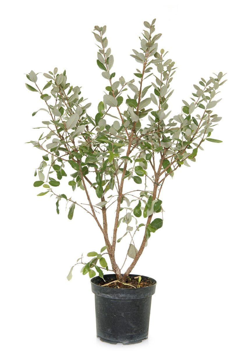 Can You Grow Guava Trees Inside - Tips On Caring For Guava Indoors ...