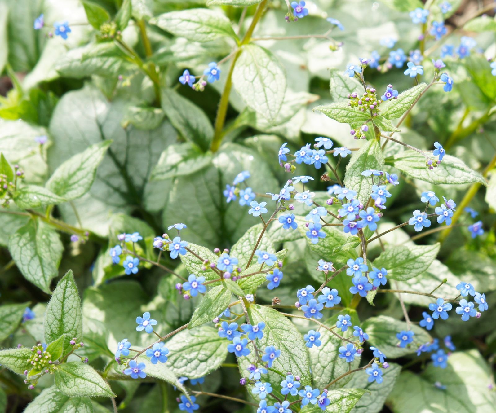 How to grow blue flowers: the best 7 shrubs and perennials | Homes and ...
