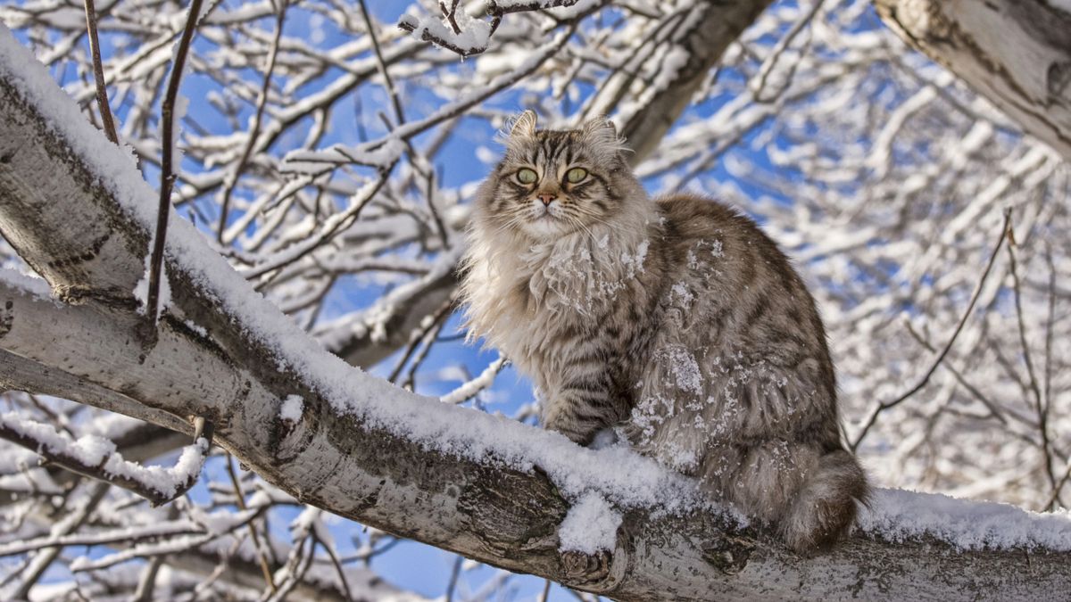 Wild cat breeds: 20 cats with exotic roots | PetsRadar