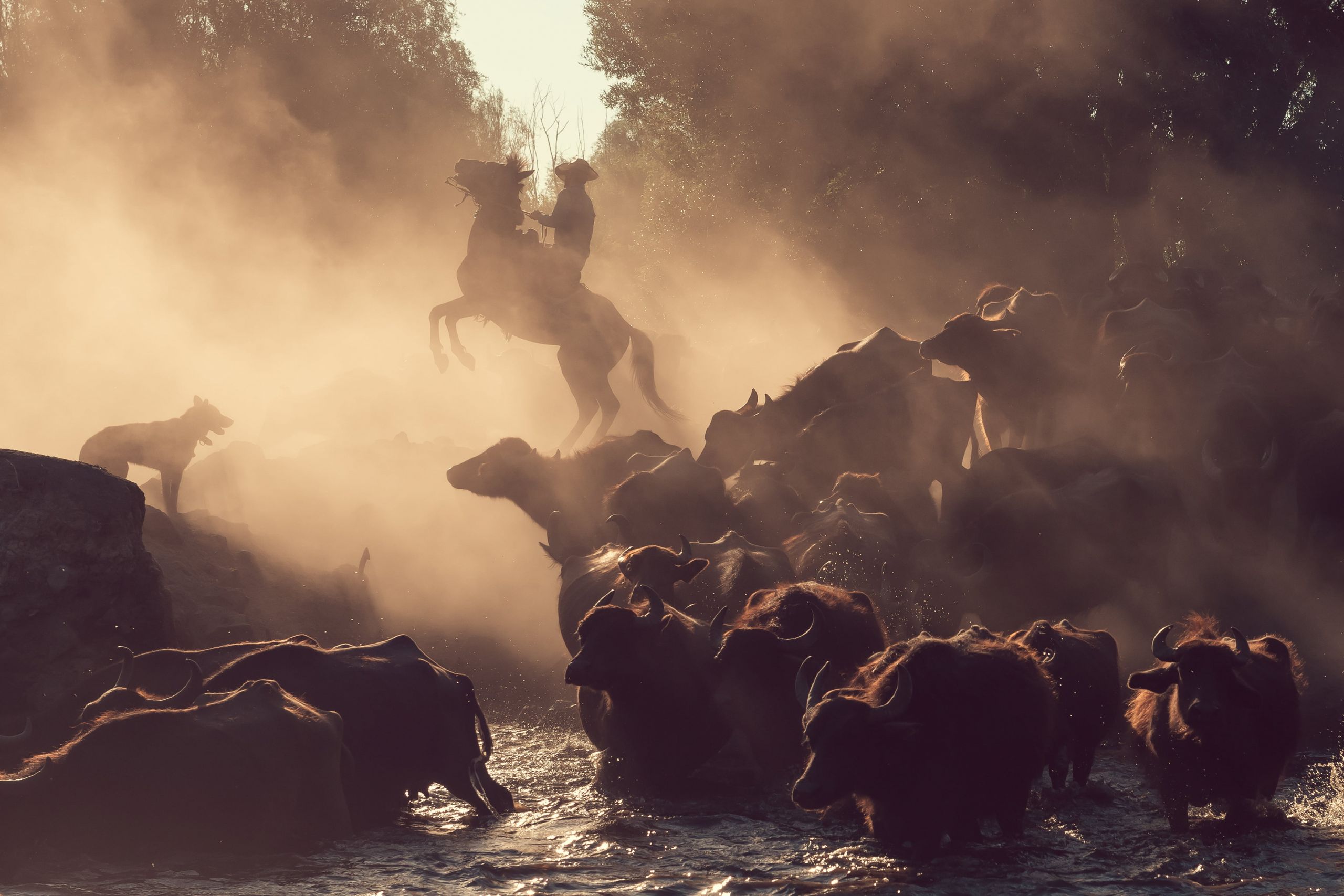 Stunning photograph of Turkish cowboy wins top spot at ViewSonic ...