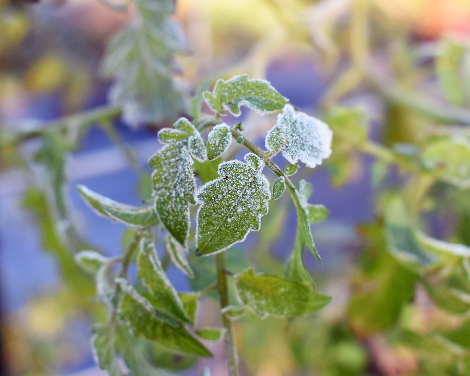 7 Planting Mistakes That Will Ruin Seedlings & Tender Plants ...