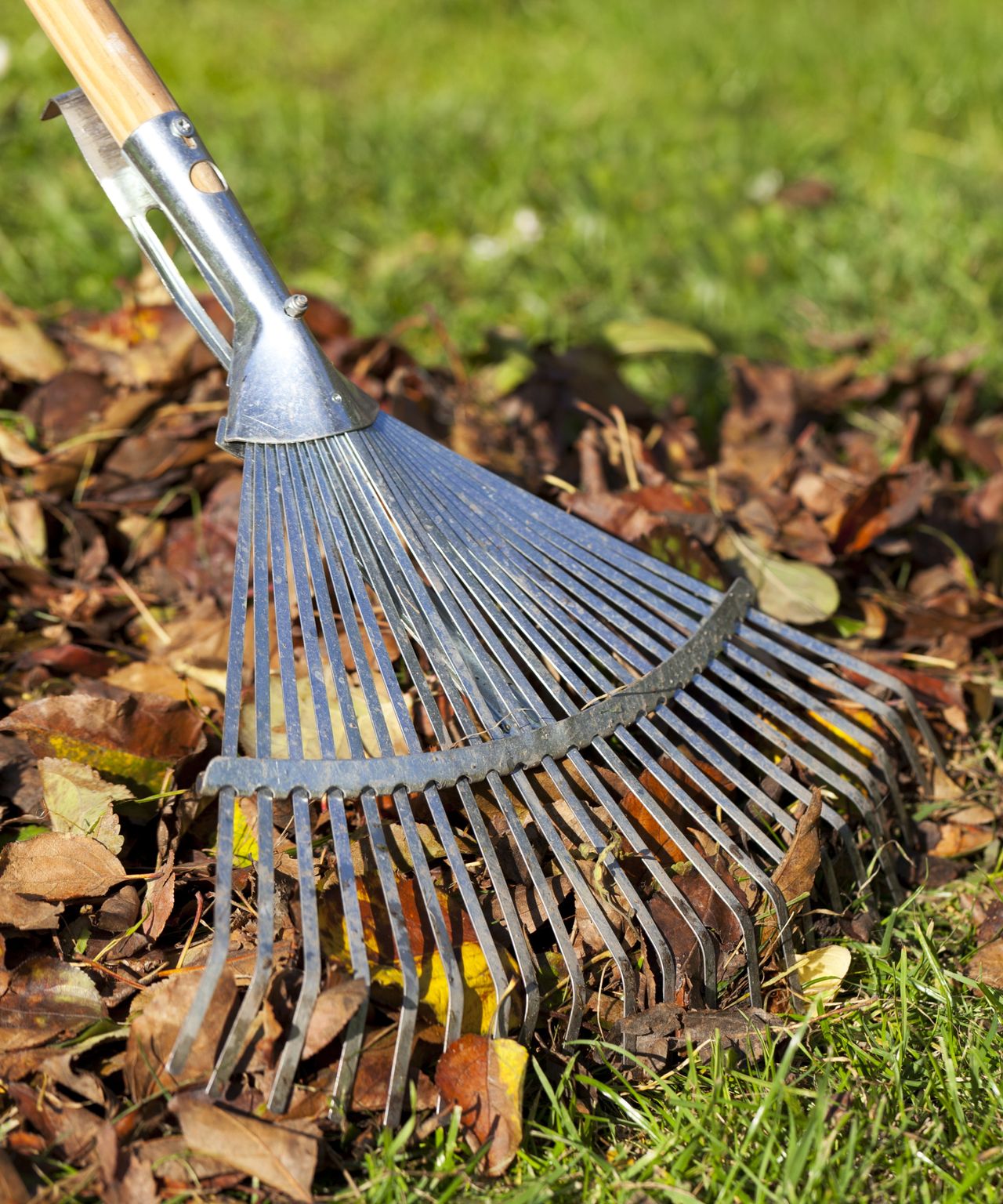 How to get rid of gypsy moth caterpillars: 5 expert methods | Homes and ...