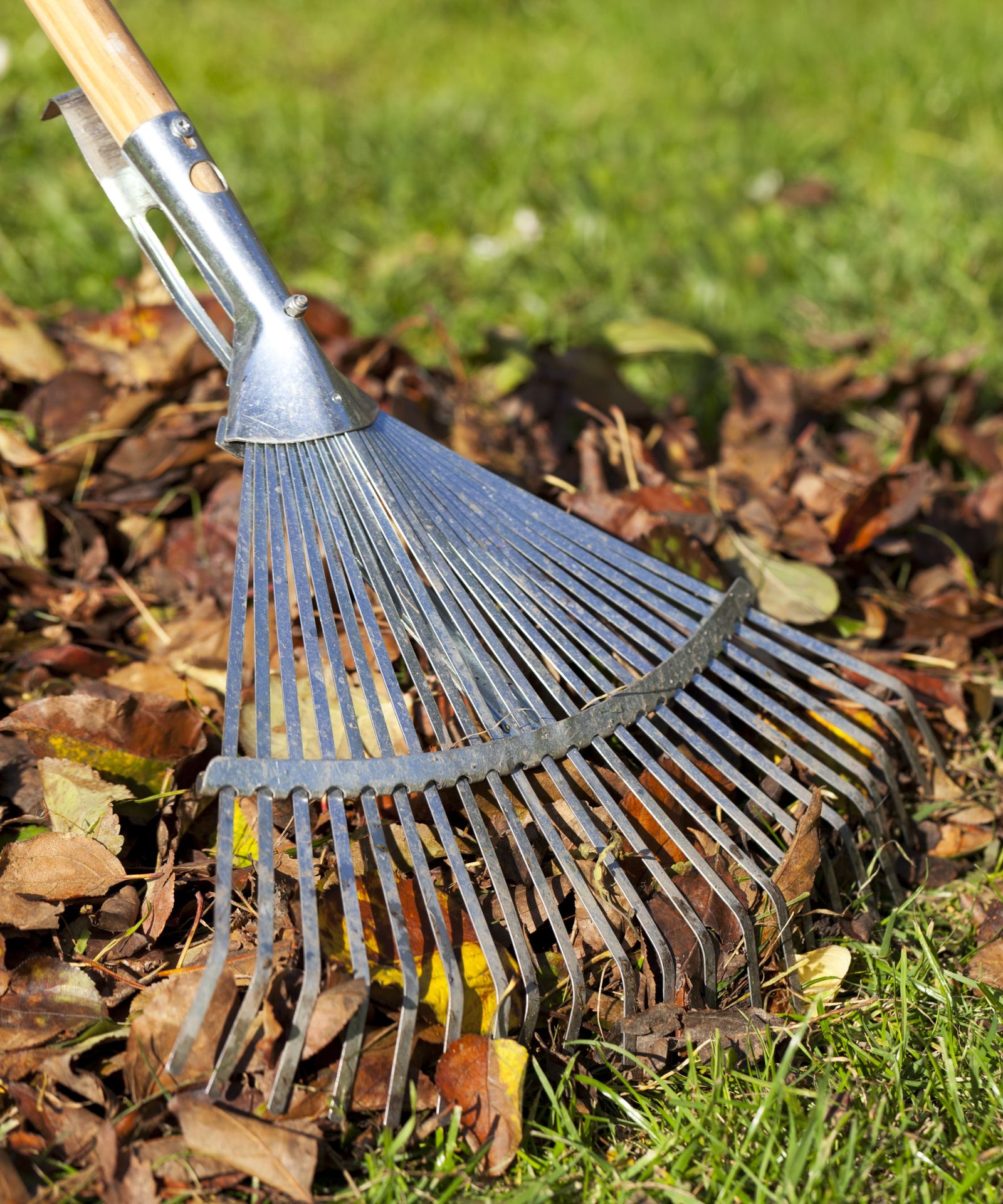 How to get rid of chipmunks in your yard: 12 humane methods | Homes and ...