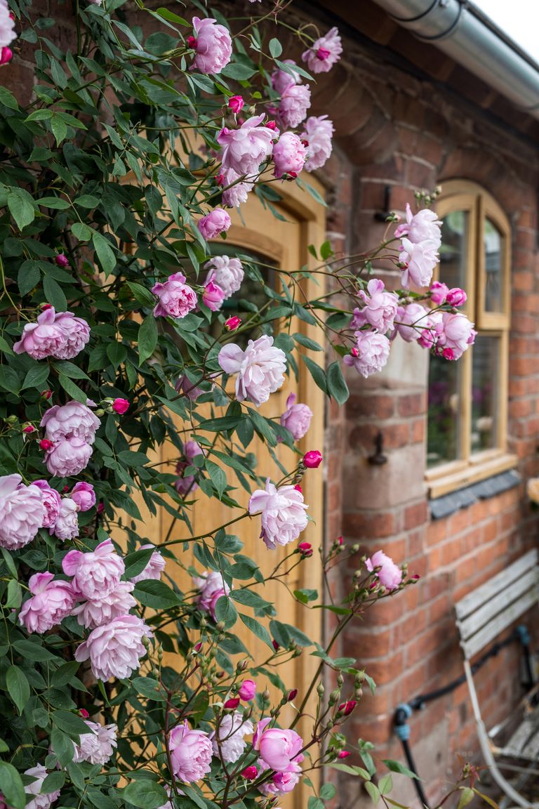5 stunning climbing plants for a cottage garden | Gardeningetc