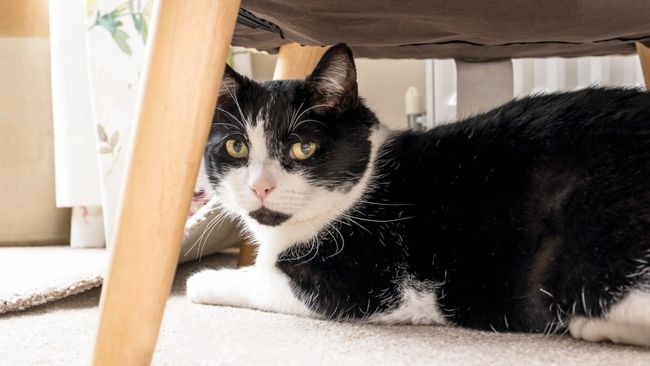 7 ways to calm a scared cat | PetsRadar