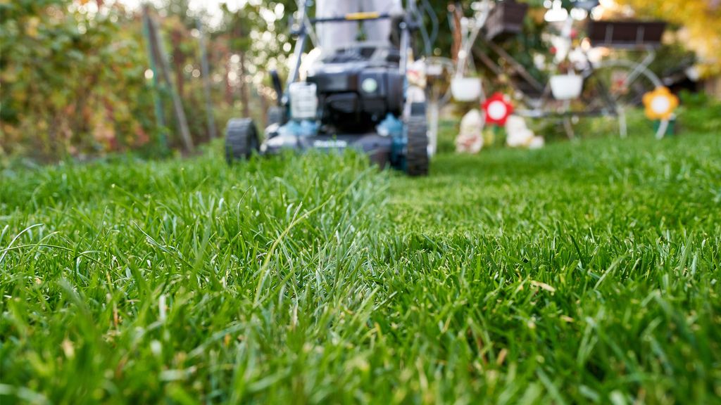 How to cut your lawn to the best height | Top Ten Reviews