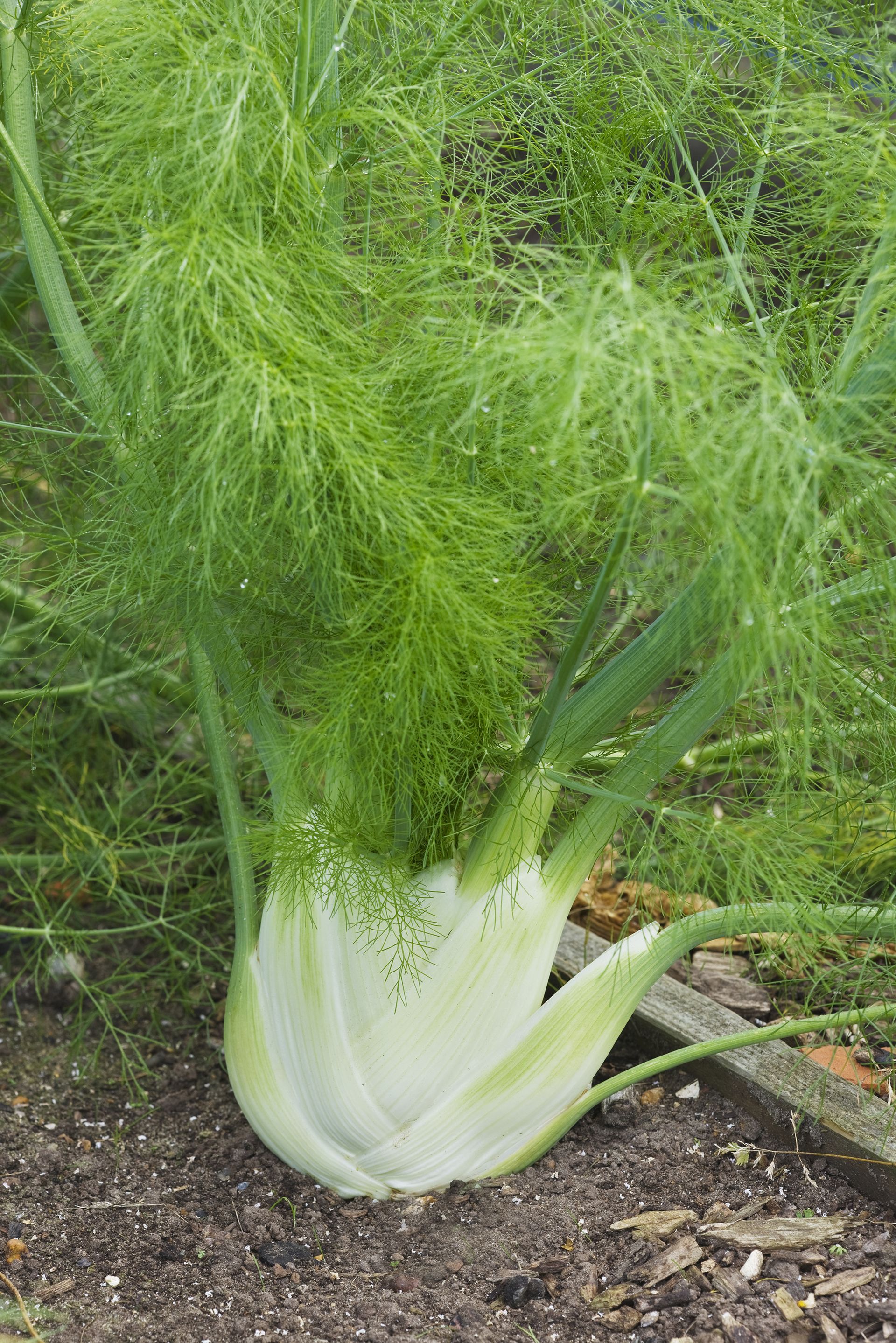 How to grow fennel: as a herb or vegetable | Homes and Gardens