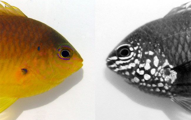 Fish Use UV Light to Distinguish Faces | Live Science