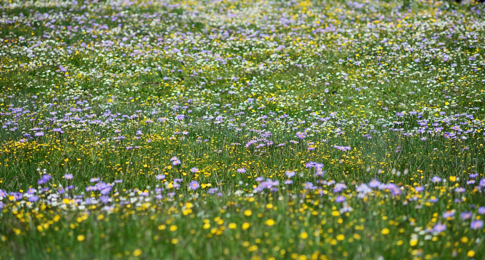 17 Grass Alternatives That Are Easy to Maintain | Livingetc