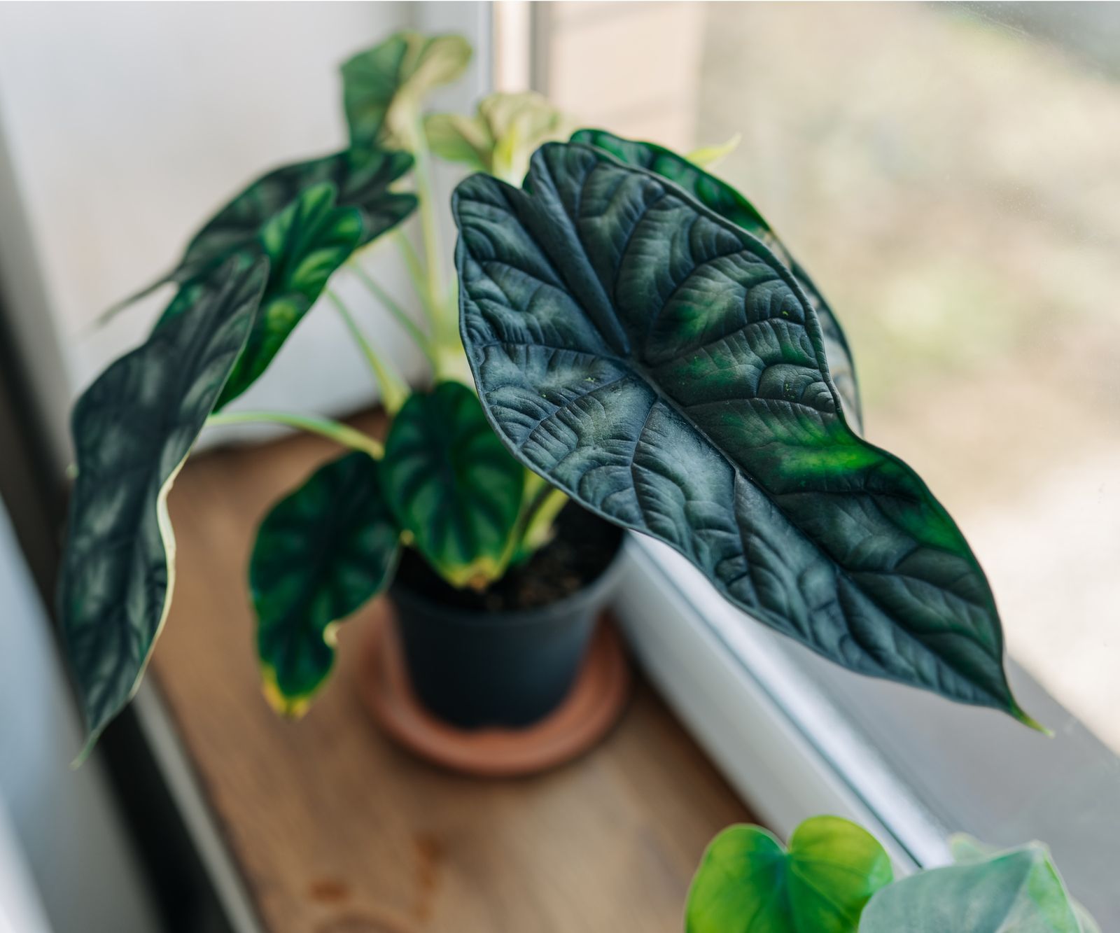How to care for an alocasia: 3 expert tips | Homes and Gardens