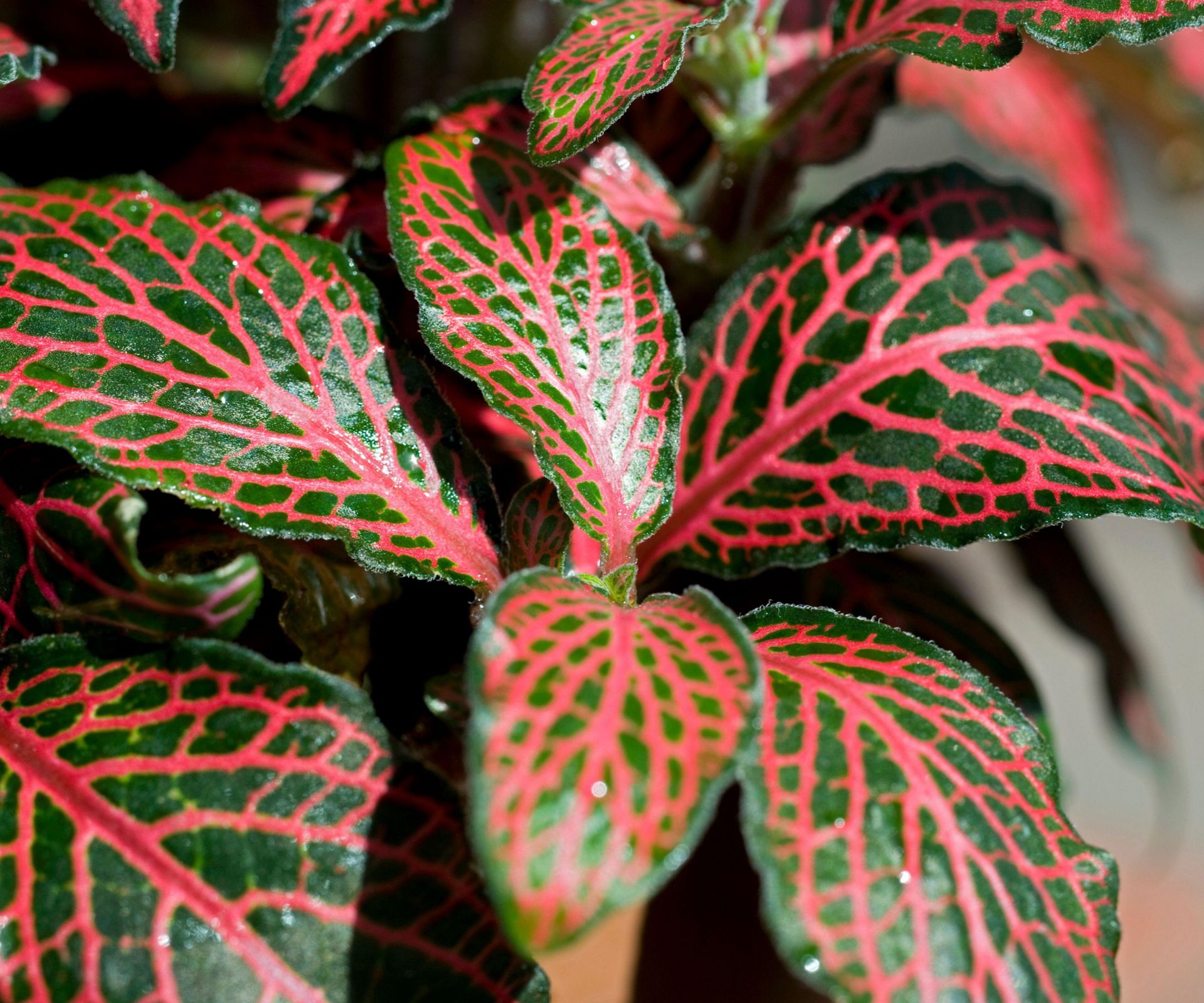 Fittonia care guide: 5 expert tips to keep them bright | Homes and Gardens