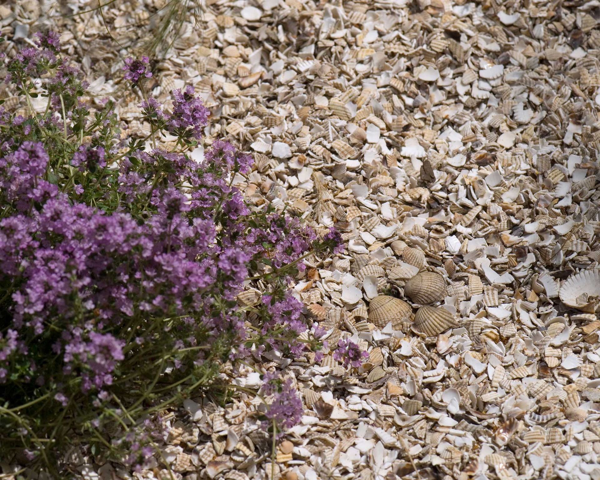 Mulching: a guide on when and how to mulch your garden | Gardeningetc