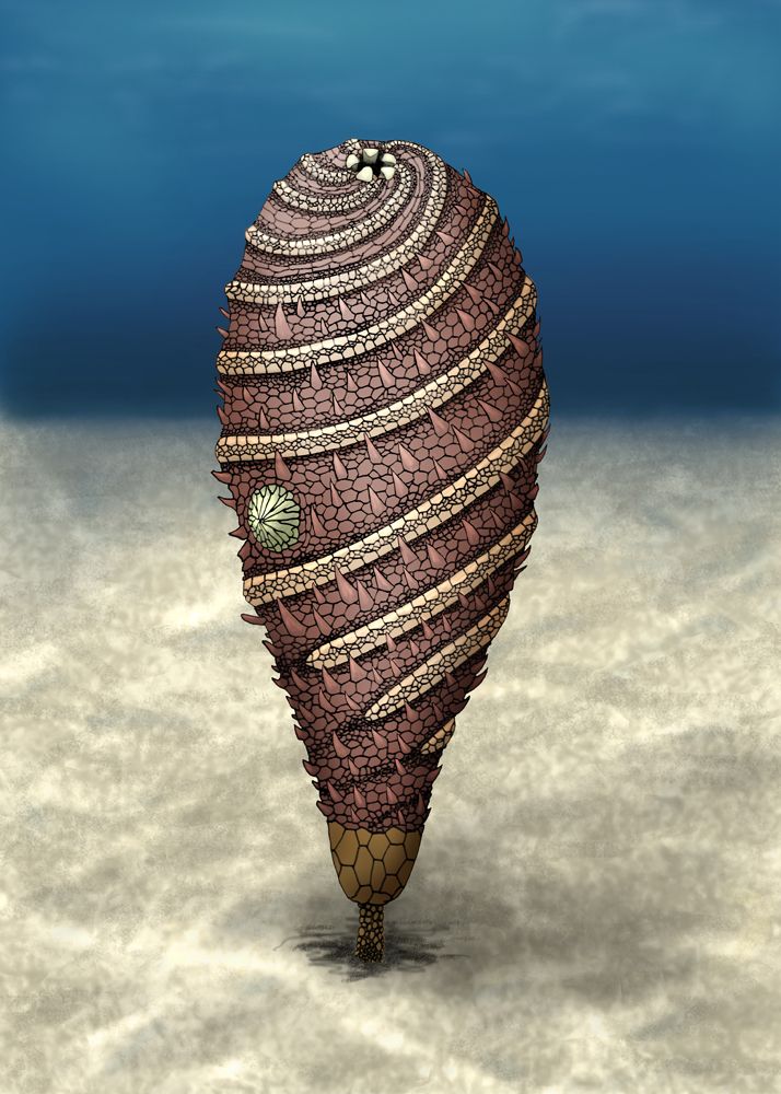 Image Gallery: Bizarre Cambrian Creature | Live Science
