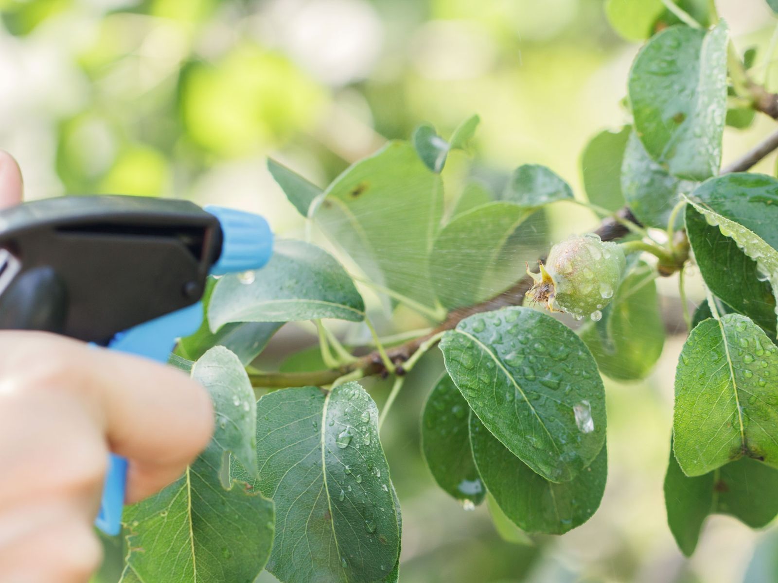 Spraying Fruit Trees — How (and When) to Protect From Pests | Livingetc