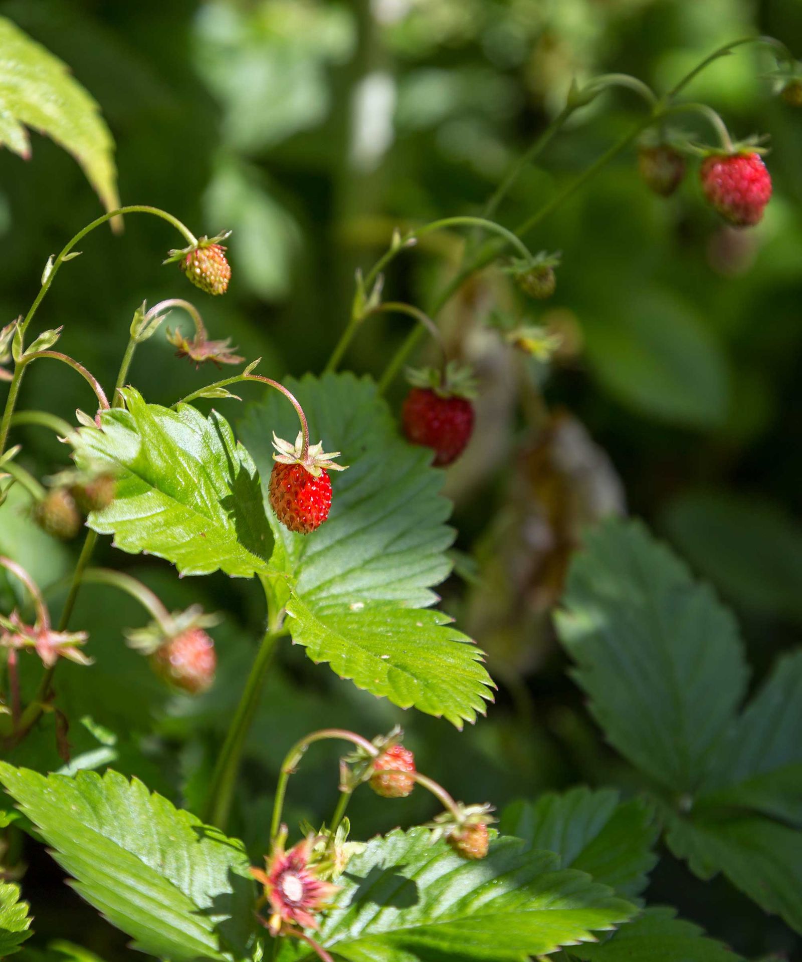 How to grow alpine strawberries: tips for healthy plants | Homes and ...